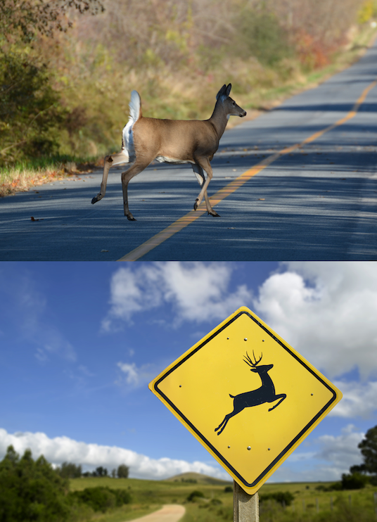 Oh Deer! Safe Driving Tips To Avoid Hitting A Deer On Your Motorcycle ...